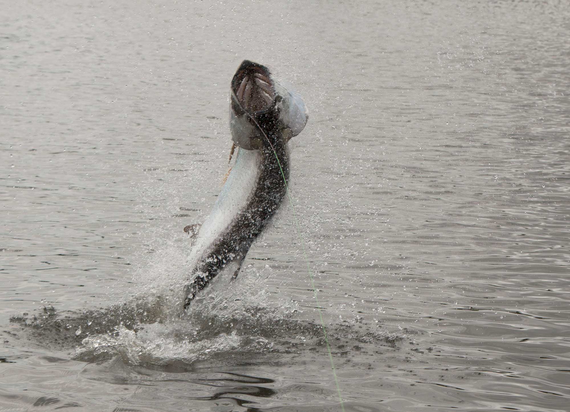 Best Tarpon Lures | Salt Water Sportsman