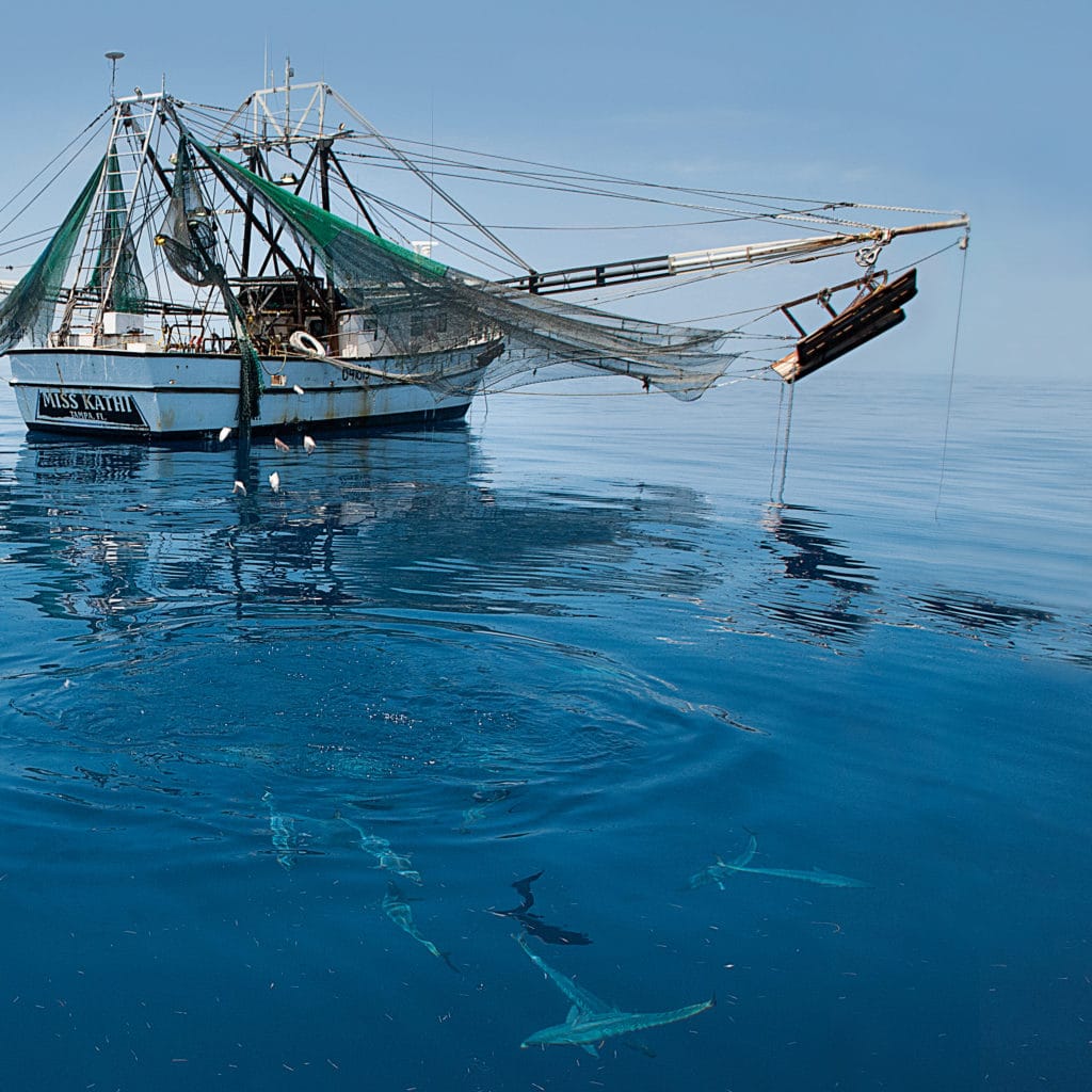 Chumming Tips, How to Fish with Chum | Salt Water Sportsman