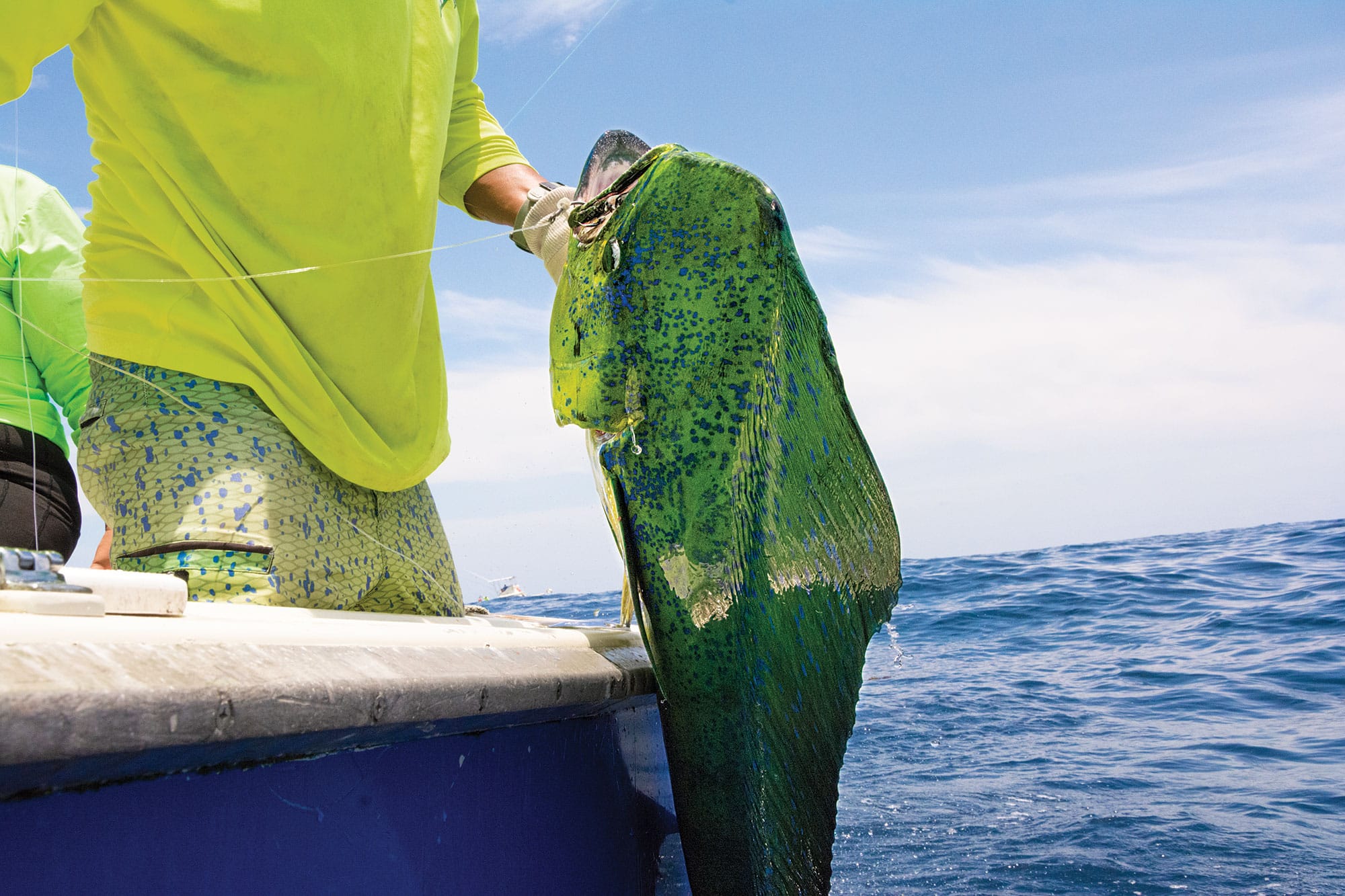 Mahi-Mahi: How to Catch School Dolphin