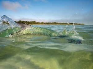 How to Catch Tarpon in Florida | Salt Water Sportsman