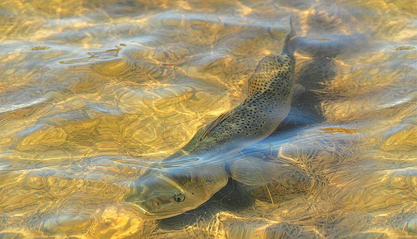 Techniques to spot fish while fly fishing. | Salt Water Sportsman