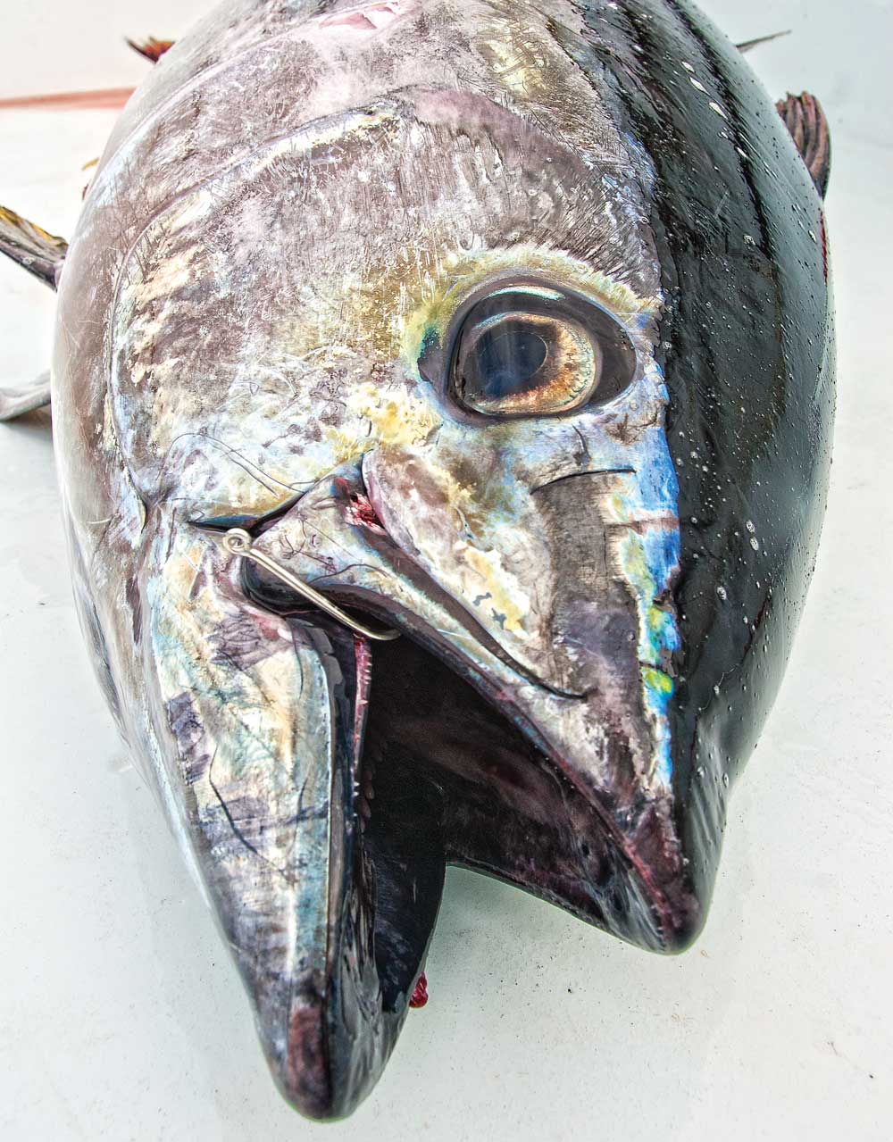 Fishing for Bigeye Tuna in the Mid-Atlantic