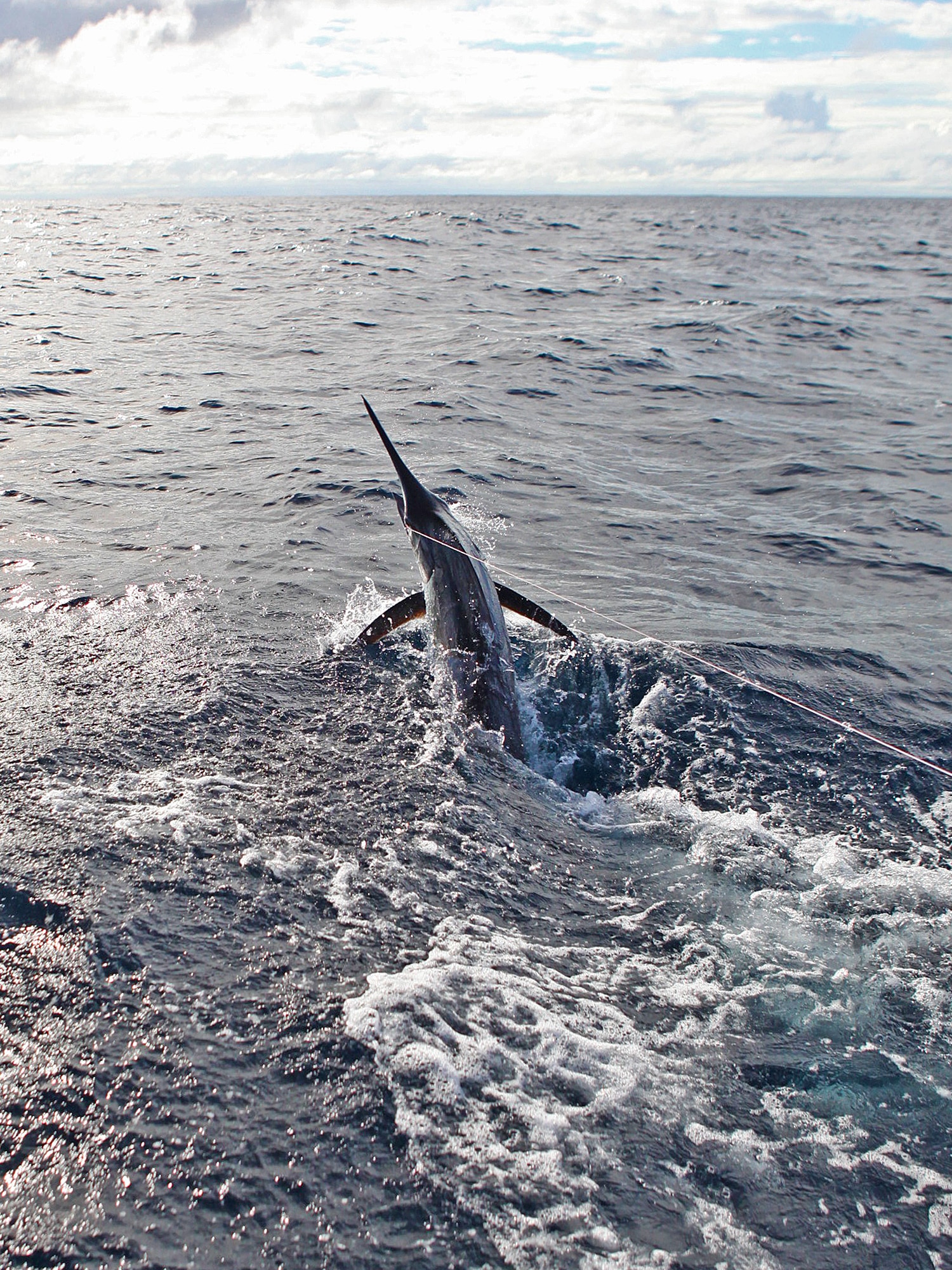 The Top 10 Hardest Fish to Catch in the Ocean | Salt Water Sportsman