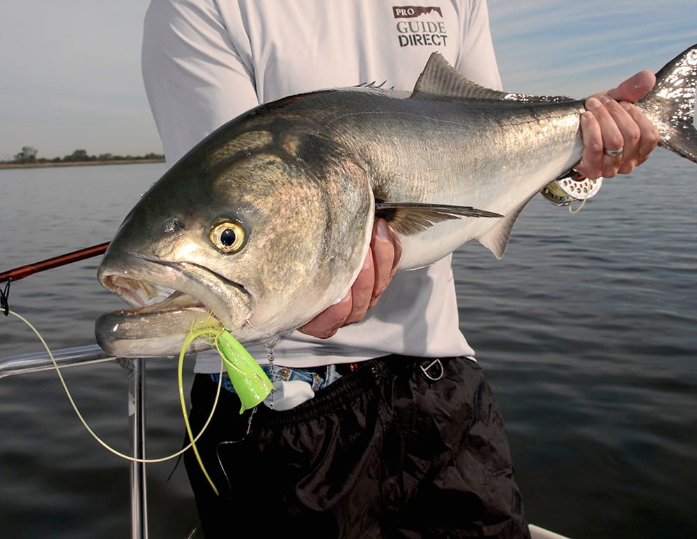 Fly Fishing for Bluefish in Shallow Water | Salt Water Sportsman