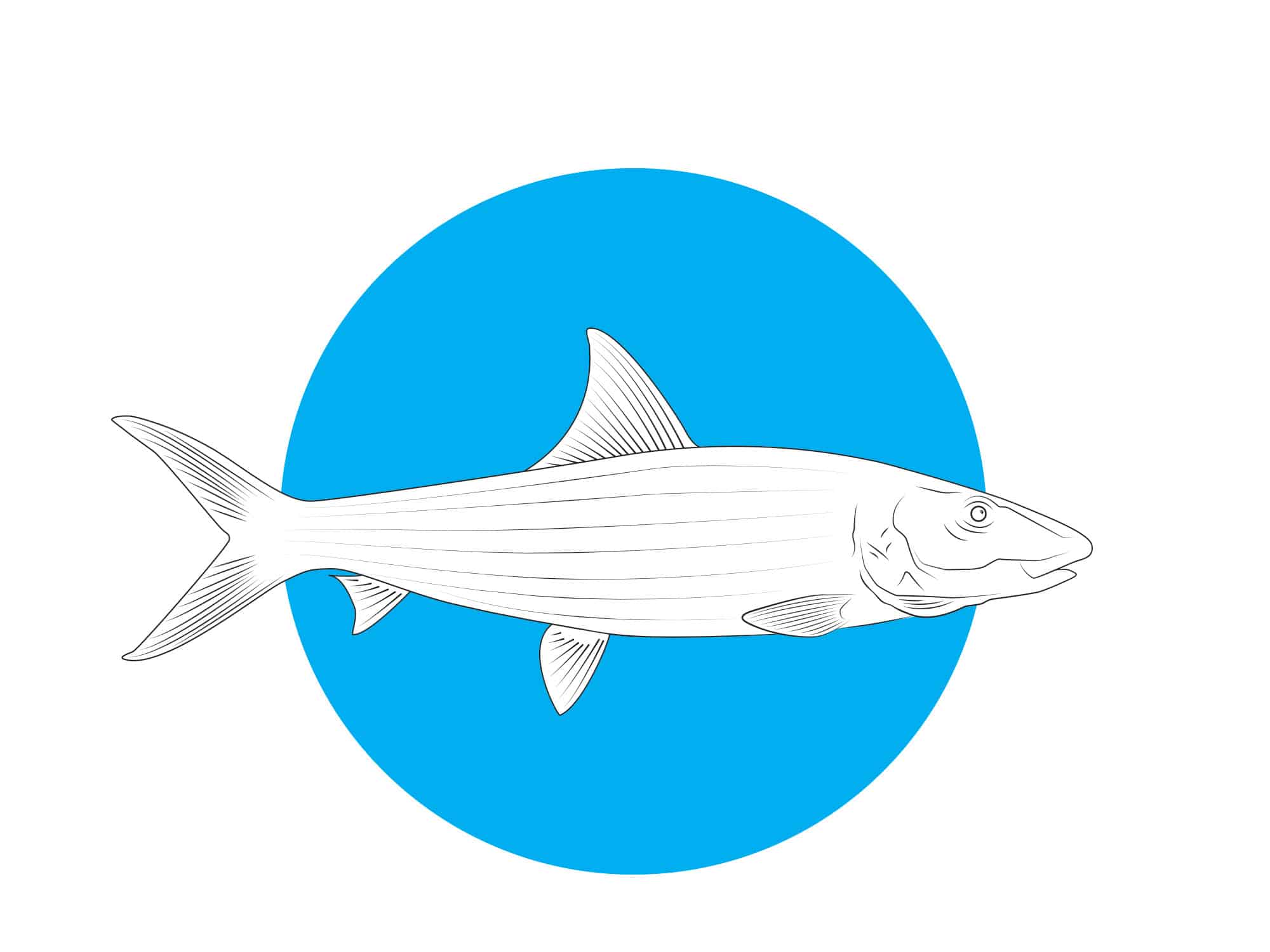 Ten Record-Setting Bonefish Catches | Salt Water Sportsman