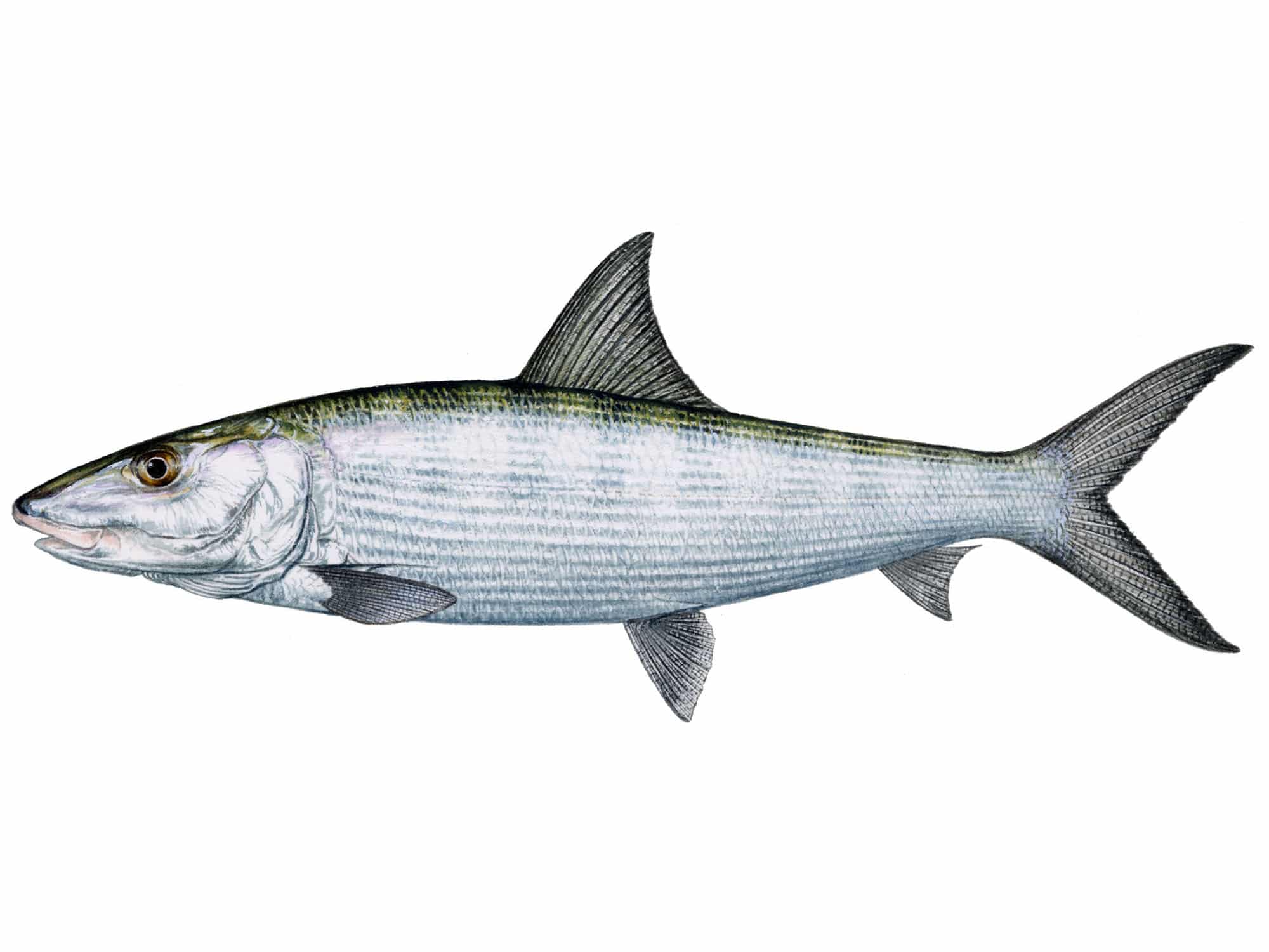 Saltwater Game Fish | Salt Water Sportsman