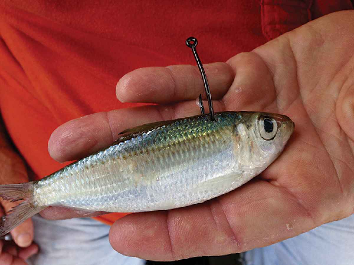 How to Hook Live Bait, Live Bait Rig | Salt Water Sportsman