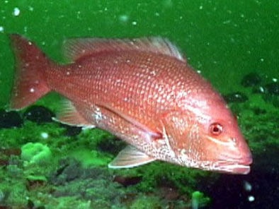 Red Snapper Staying Closed in South Atlantic Federal Waters | Salt ...