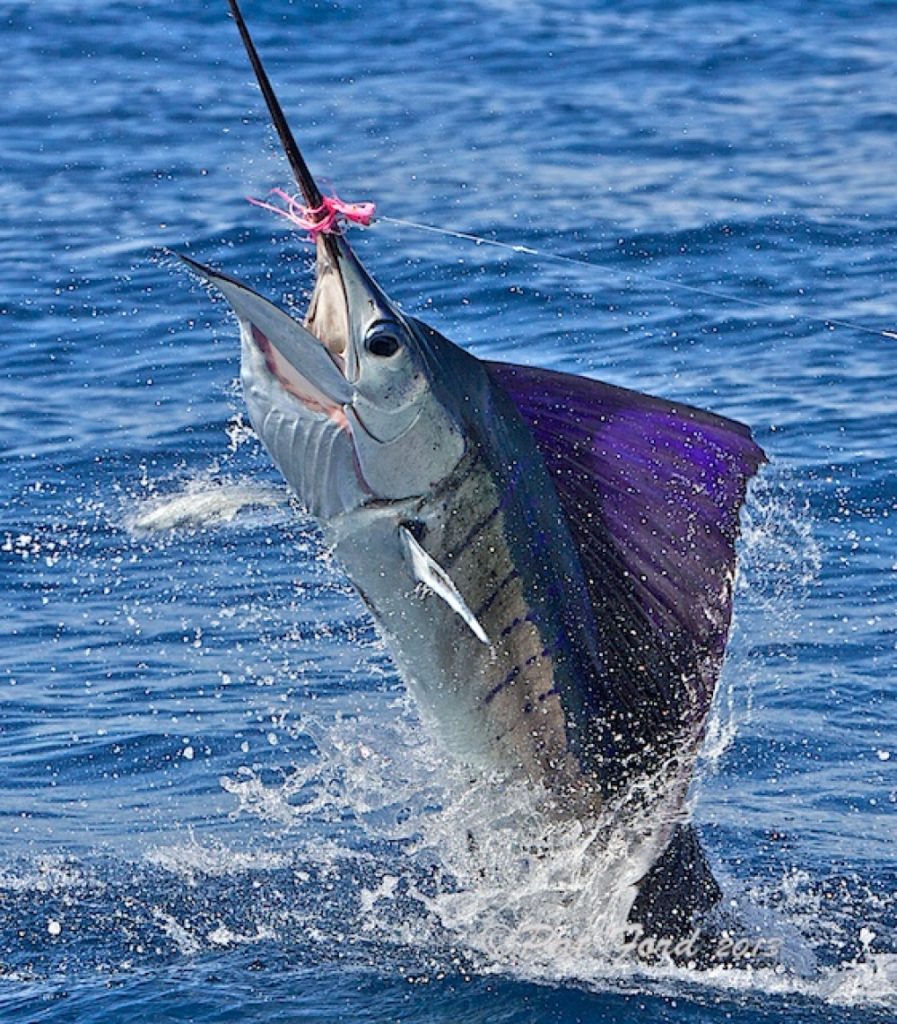 Sailfish, How to Catch Sailfish | Salt Water Sportsman