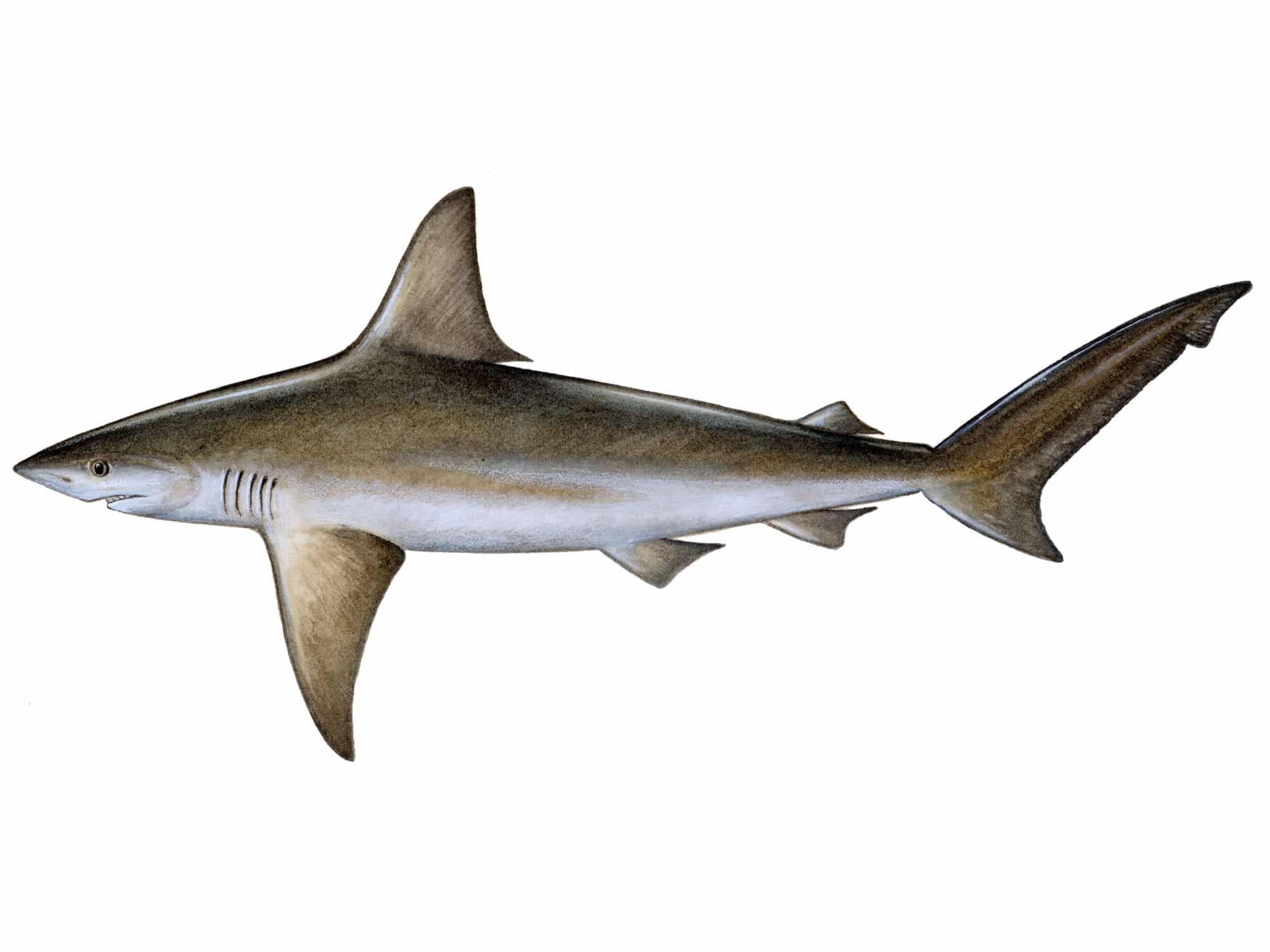 Saltwater Game Fish | Salt Water Sportsman