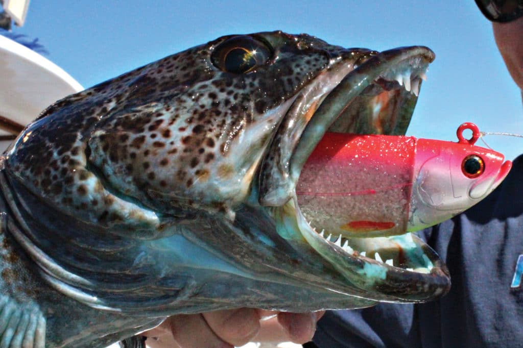 Best Lingcod Lures, Big Swimbaits | Salt Water Sportsman