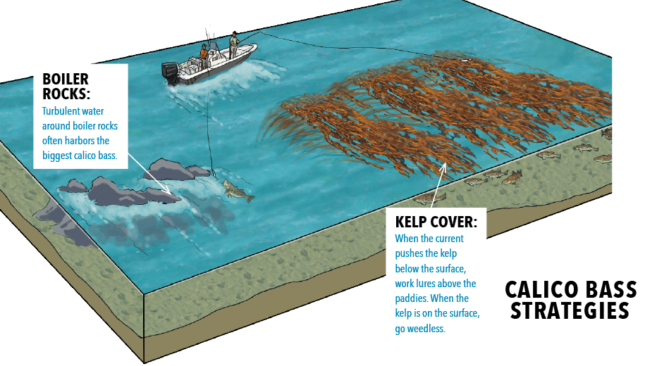 Calico Bass Fishing Lures, How to Catch Calico Bass | Salt Water Sportsman