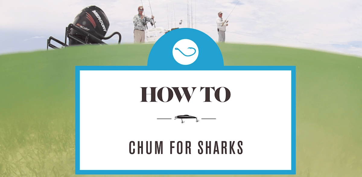 Shark Fishing, Chum Tips for Fishing the Flats | Salt Water Sportsman