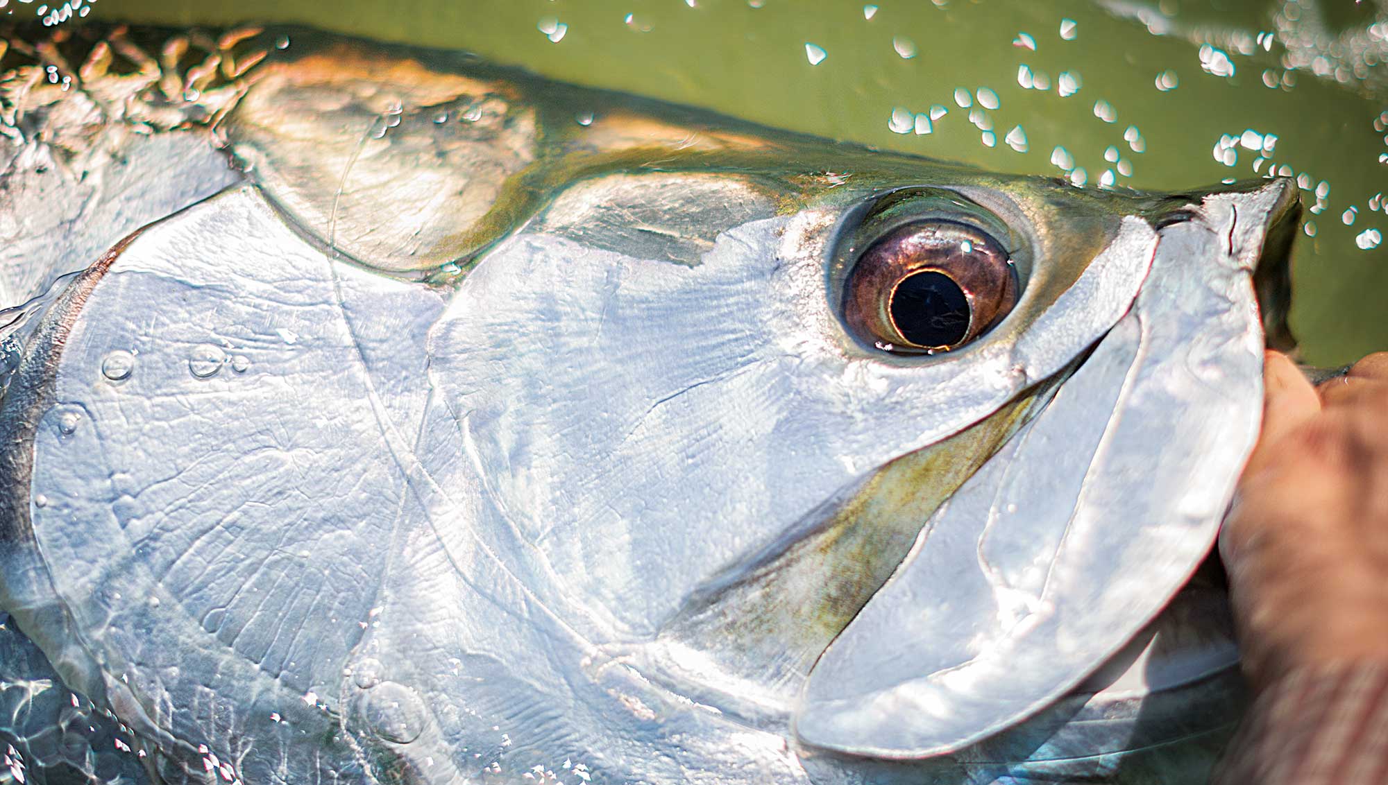 Where & How to Catch Tarpon in Florida | Salt Water Sportsman