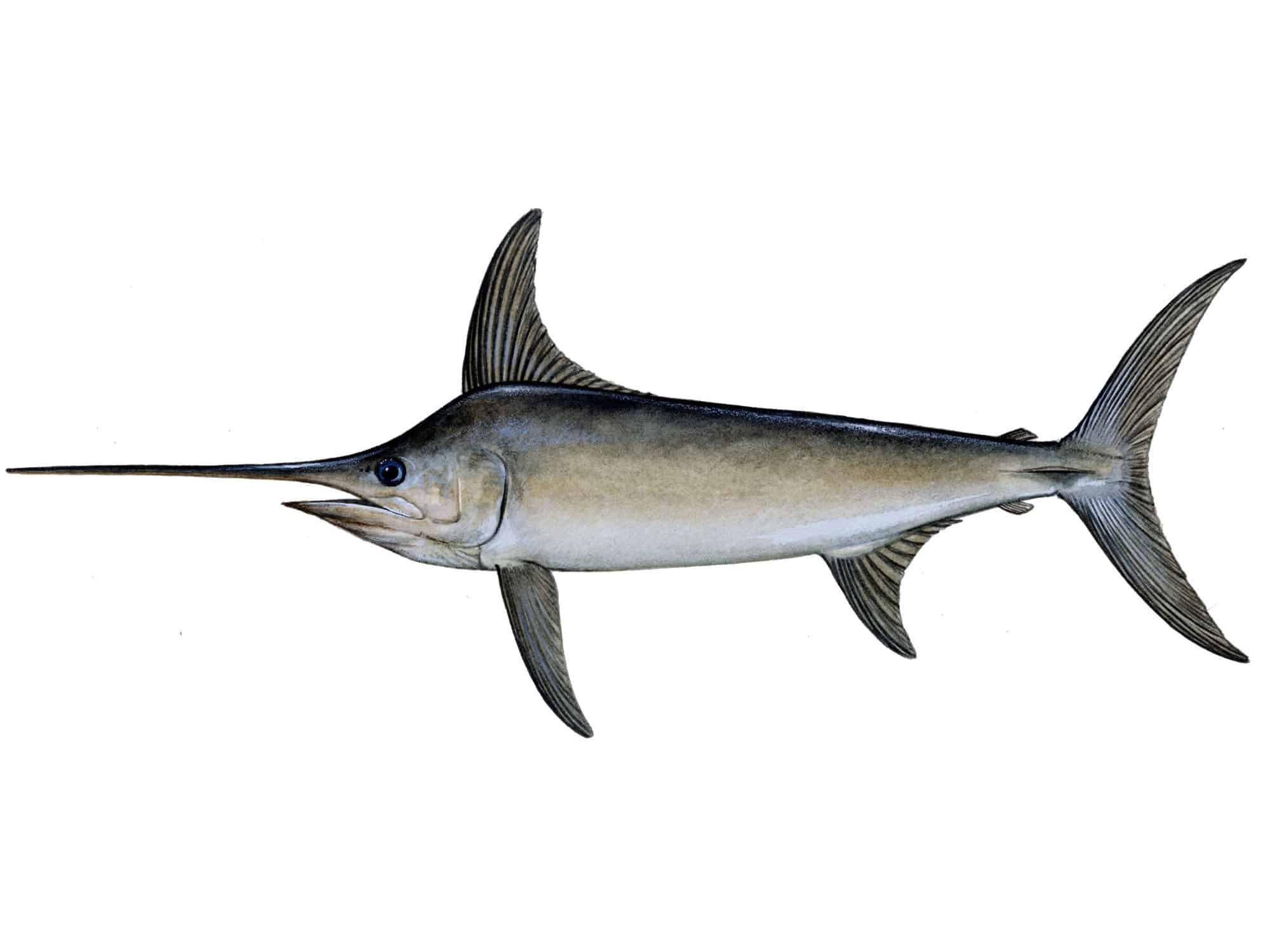 Saltwater Game Fish | Salt Water Sportsman