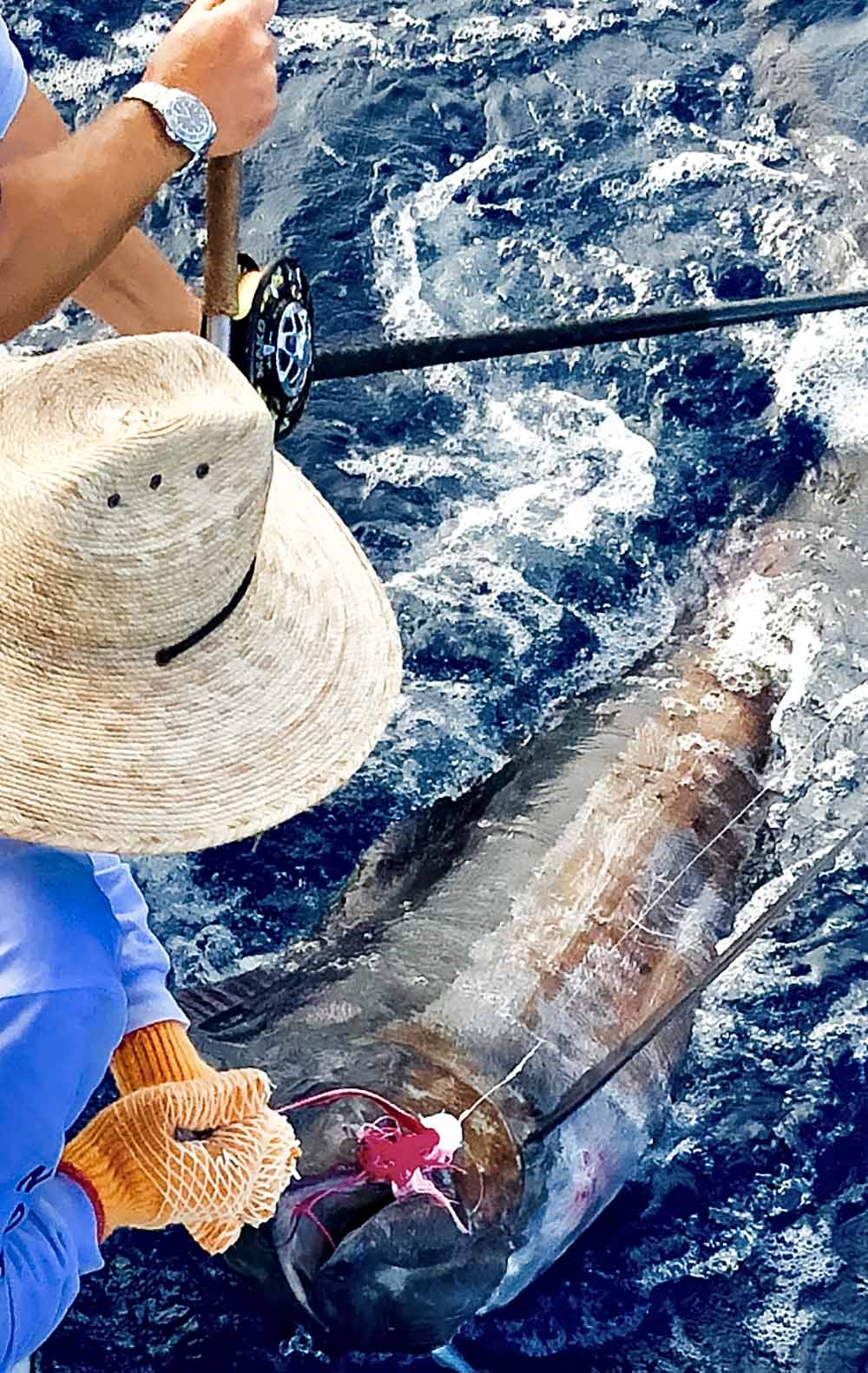 Marlin on Fly | Salt Water Sportsman