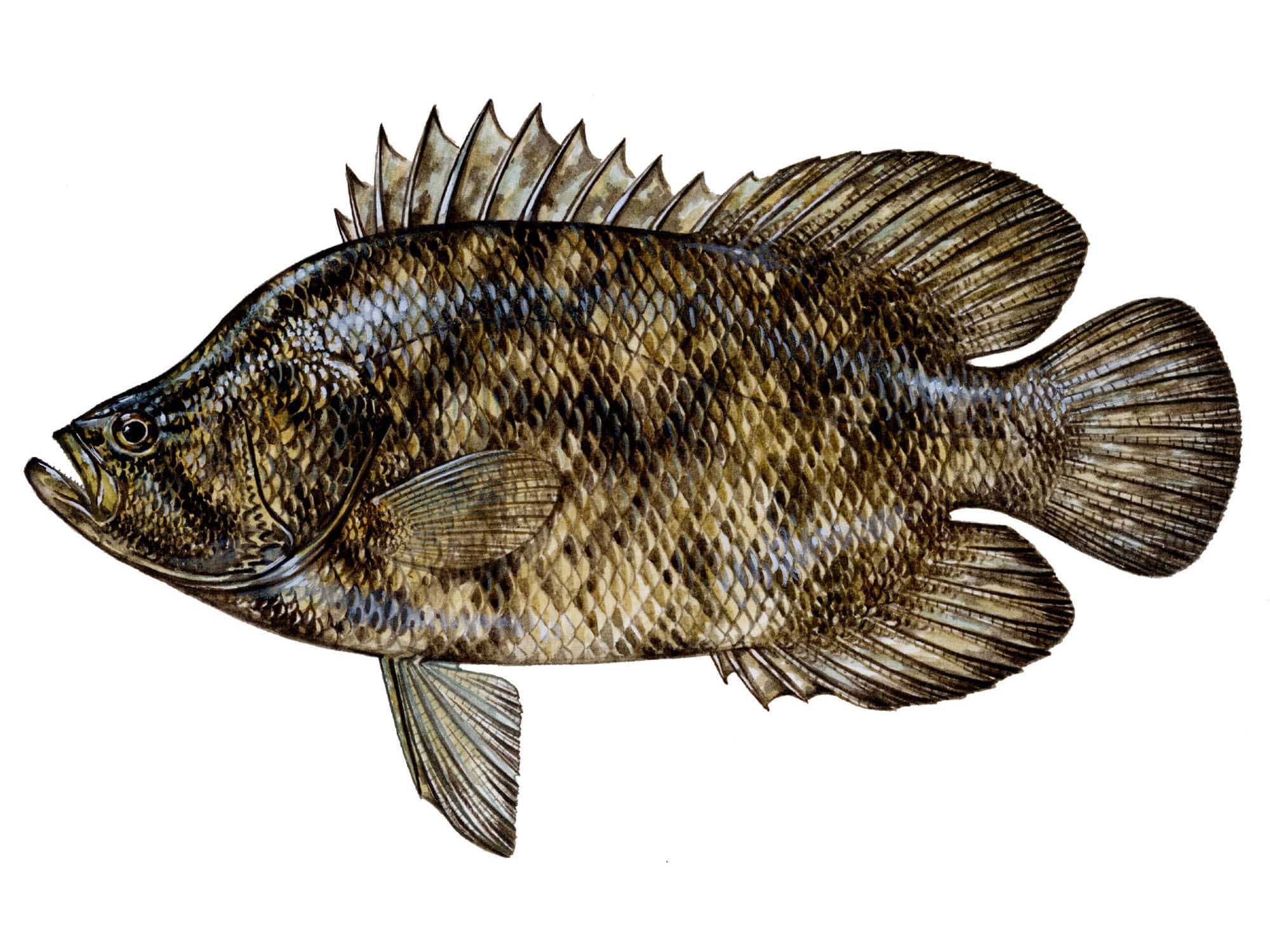 Saltwater Game Fish | Salt Water Sportsman