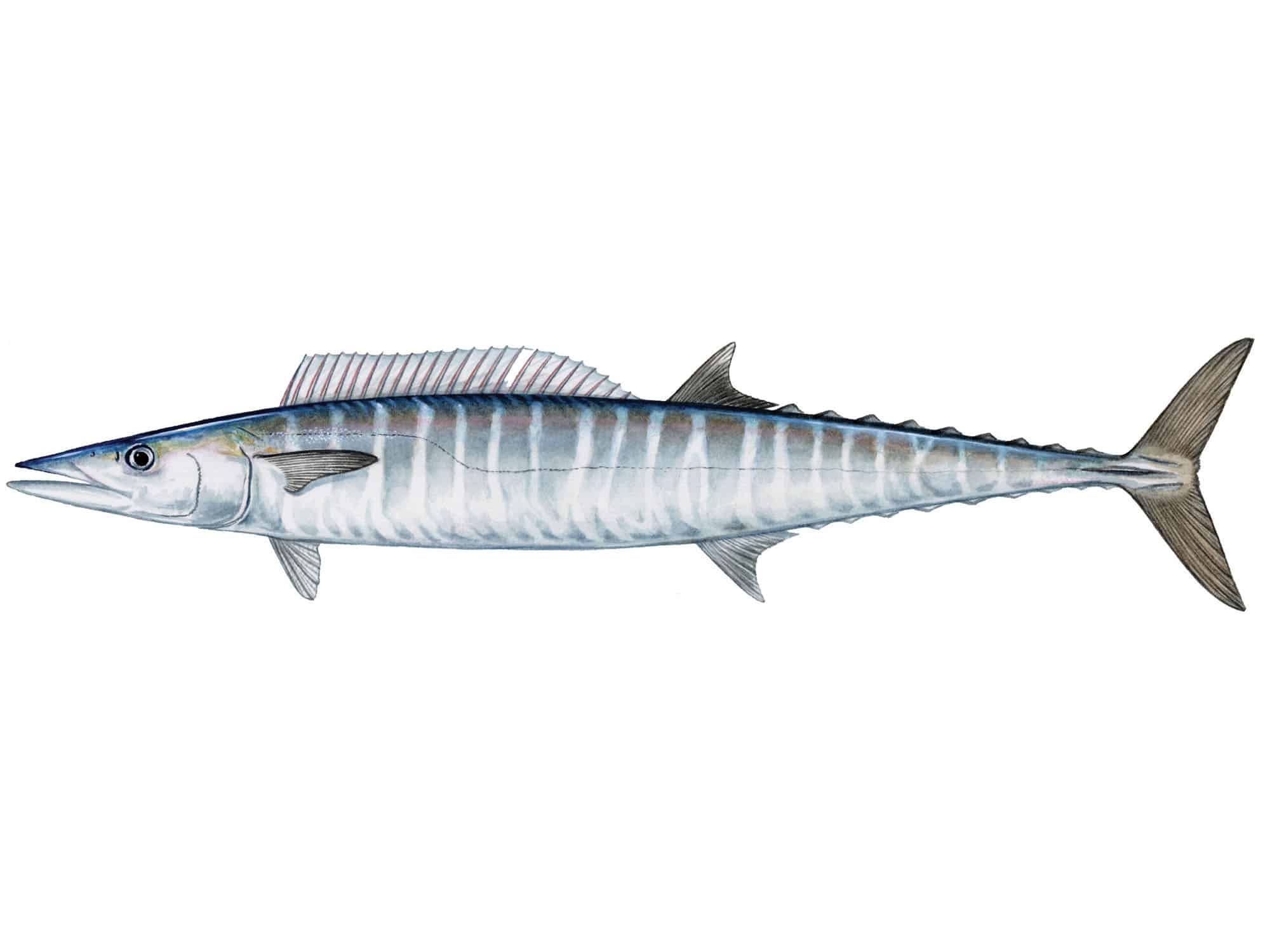 Saltwater Game Fish | Salt Water Sportsman
