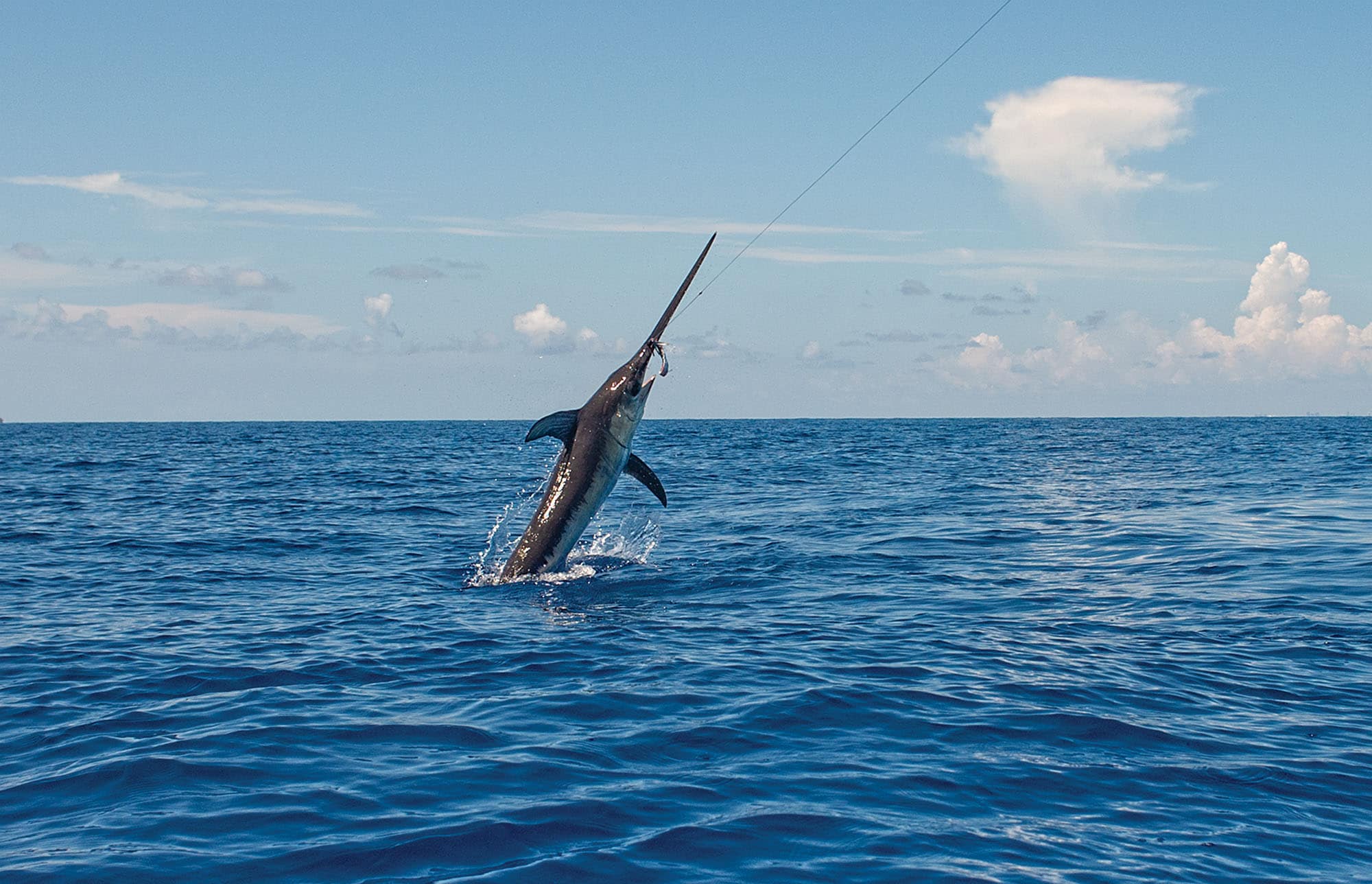 How to Catch California Swordfish