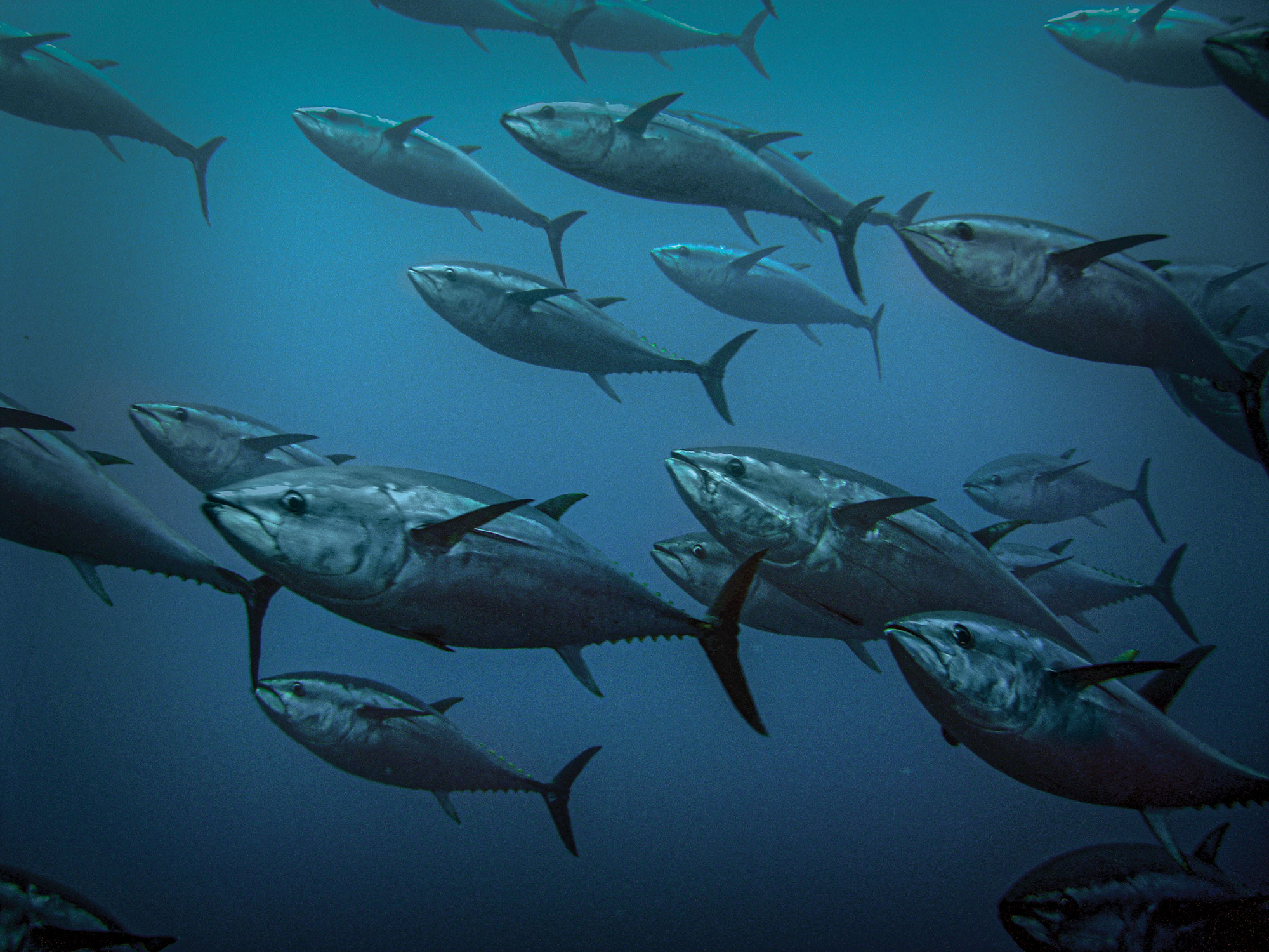 Bluefin Tuna School