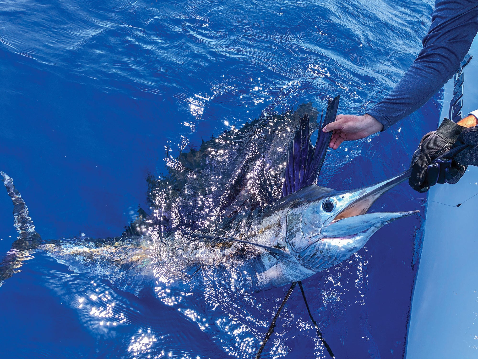 Top Sailfish Baits and Lures | Salt Water Sportsman