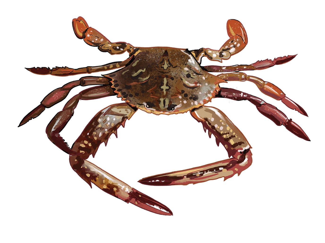 Tips for Using Crabs as Fishing Bait | Salt Water Sportsman