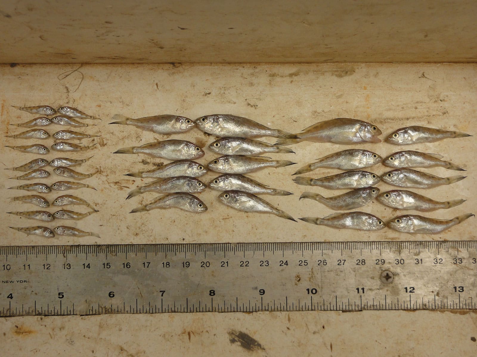 Why Redfish Might Have Multiple Spots | Salt Water Sportsman