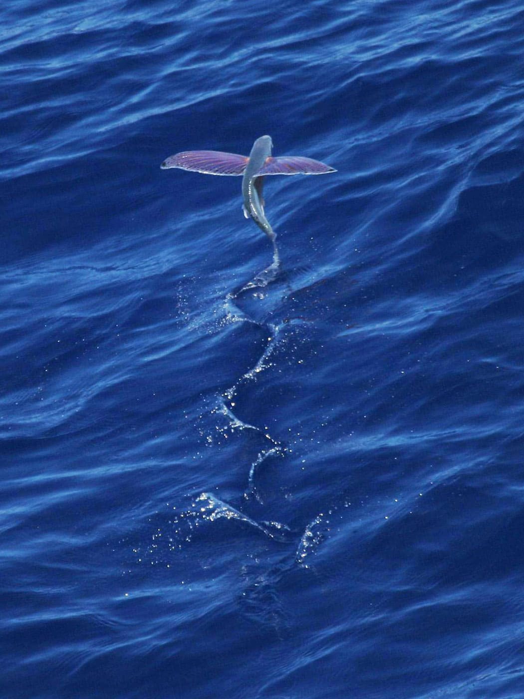 Fish Facts: 10 Things You Didn't Know About Flying Fish