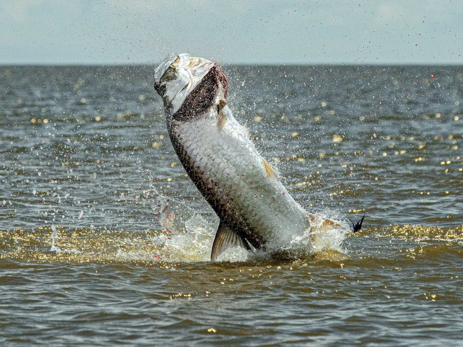 How to Target Trophy Tarpon