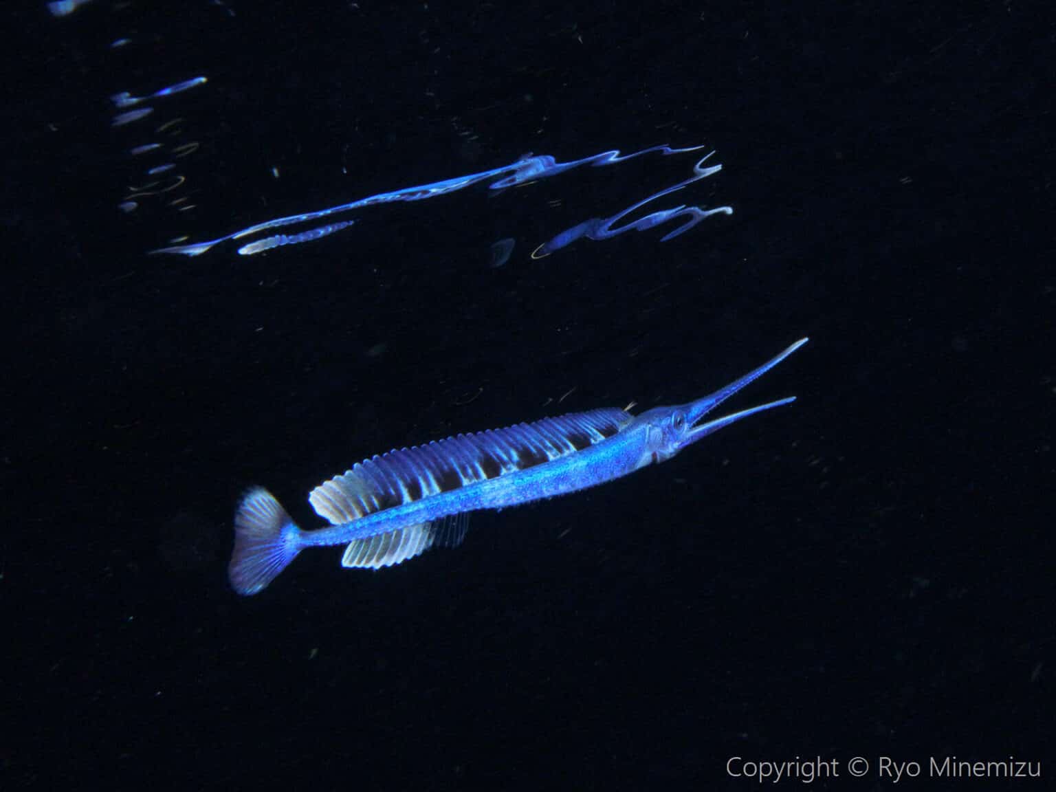 This is How a Baby Swordfish Looks | Salt Water Sportsman