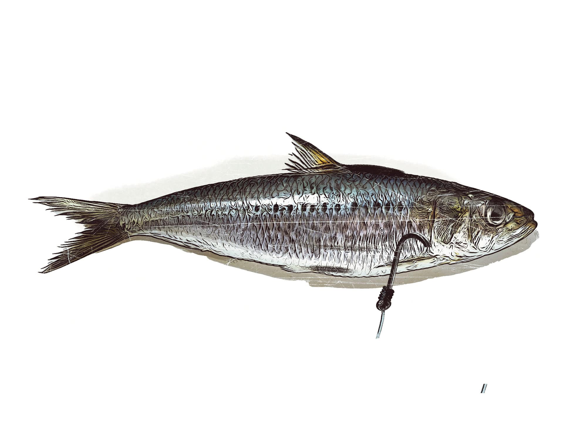 Rig Saltwater Baitfish for Better Hookups