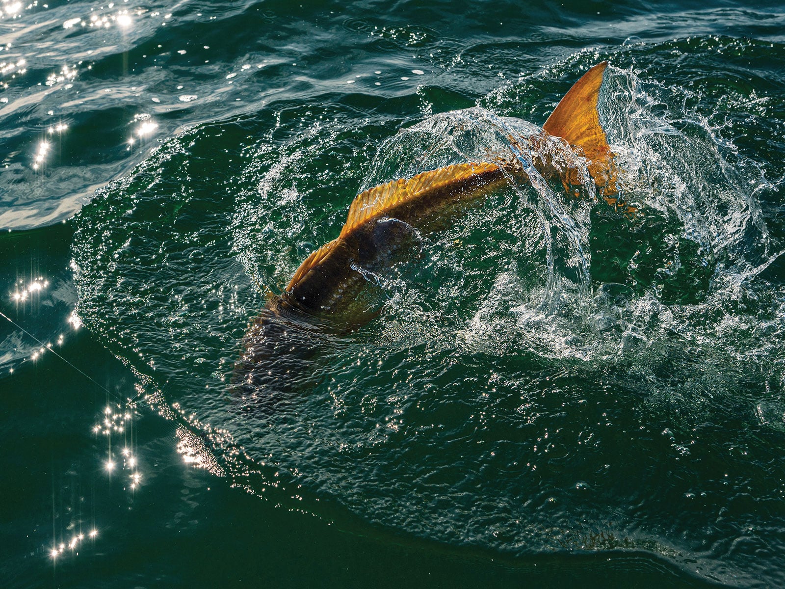 Best Baits and Rigs for Bull Reds