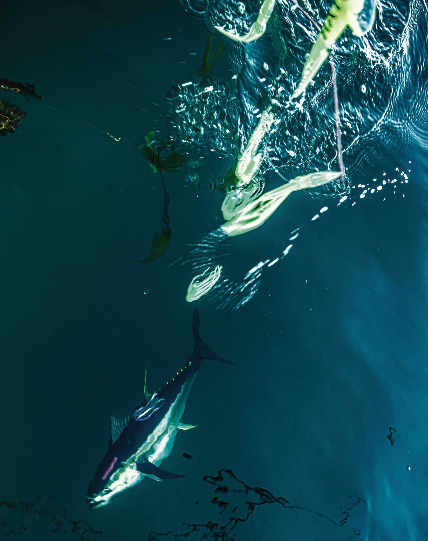 Using Side-Tracking Spreader Bars to Catch Large Tuna