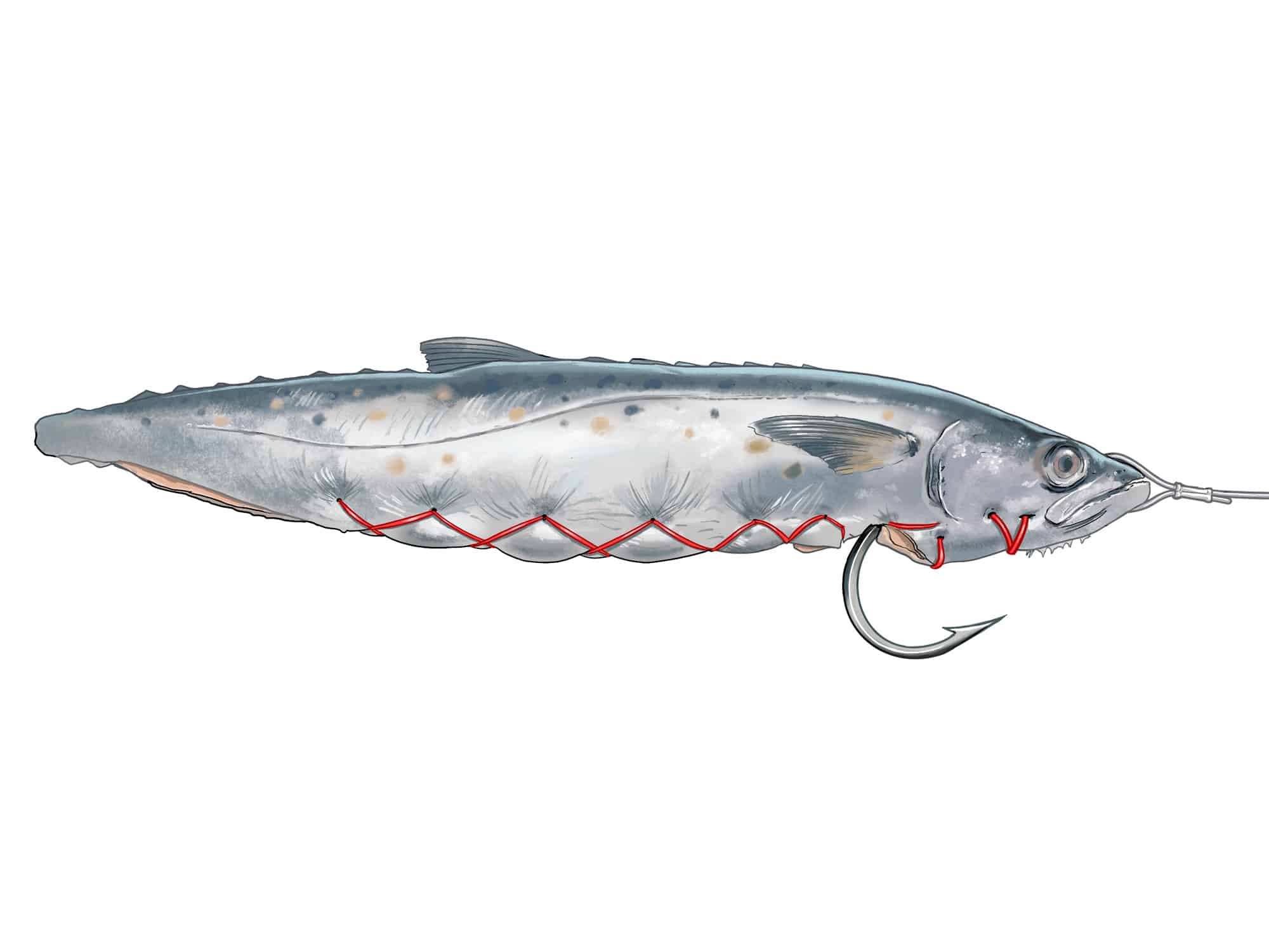 Rules for Rigging Swordfish Baits | Salt Water Sportsman