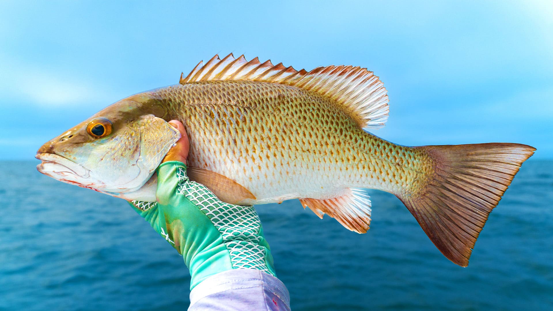 How to Catch More Mangrove Snapper