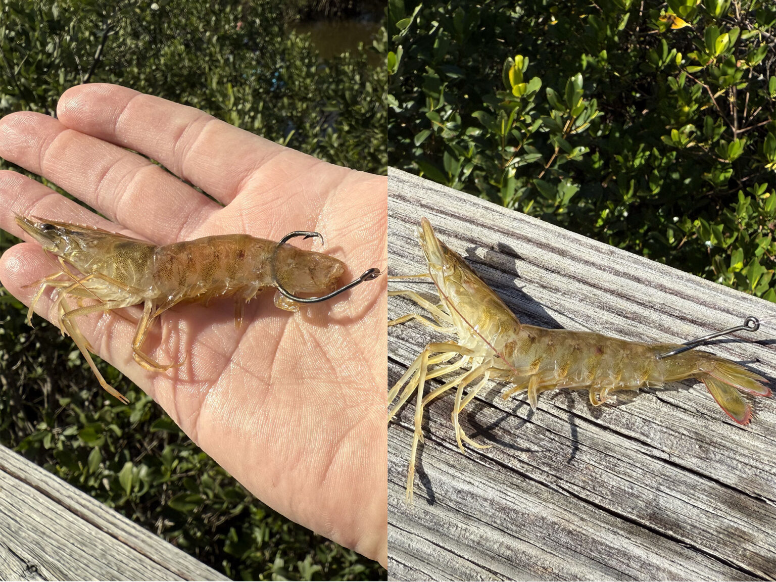 Five Ways to Rig Live Shrimp | Salt Water Sportsman