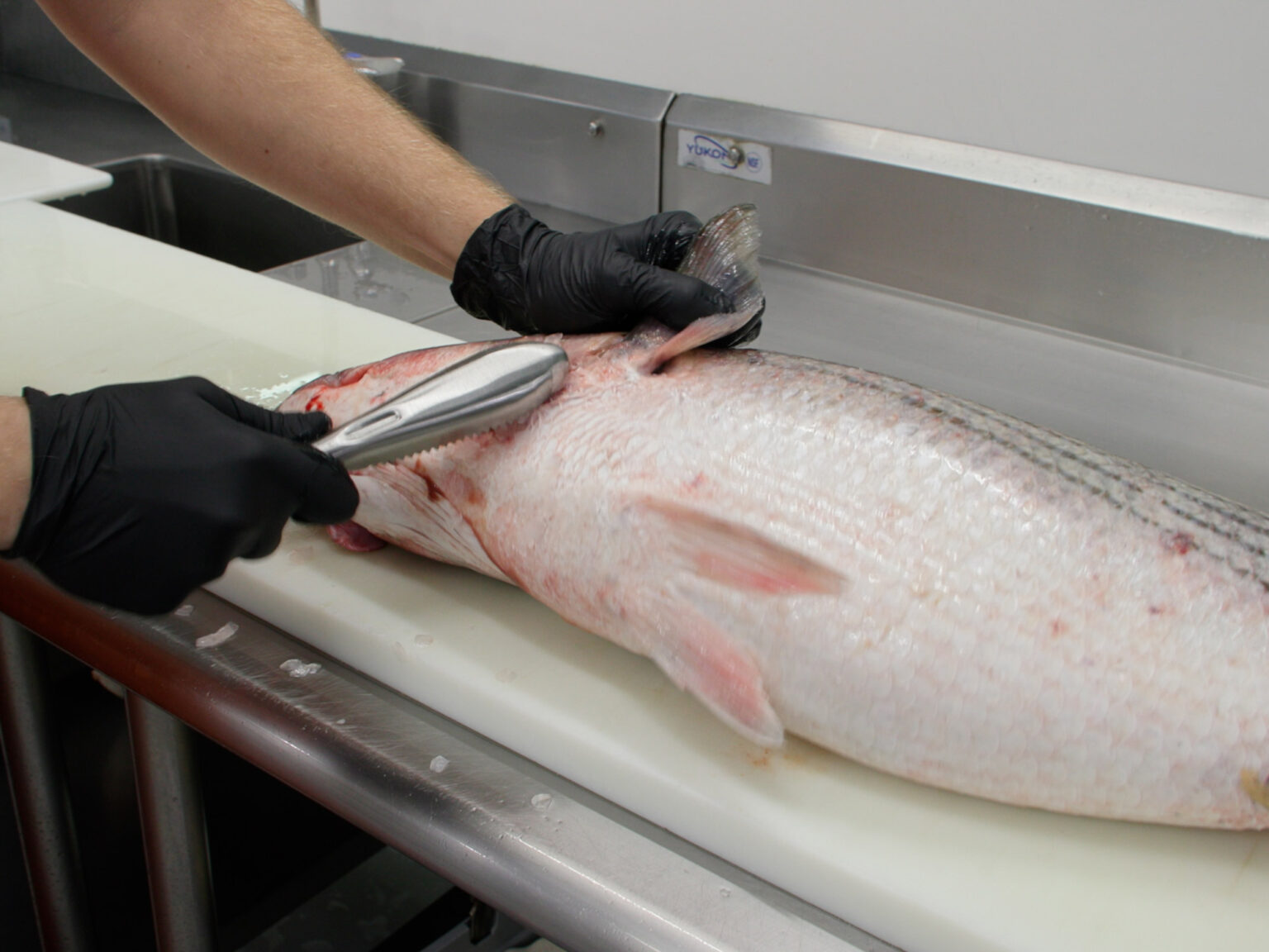 How to Fillet a Striper in 5 Steps I Salt Water Sportsman