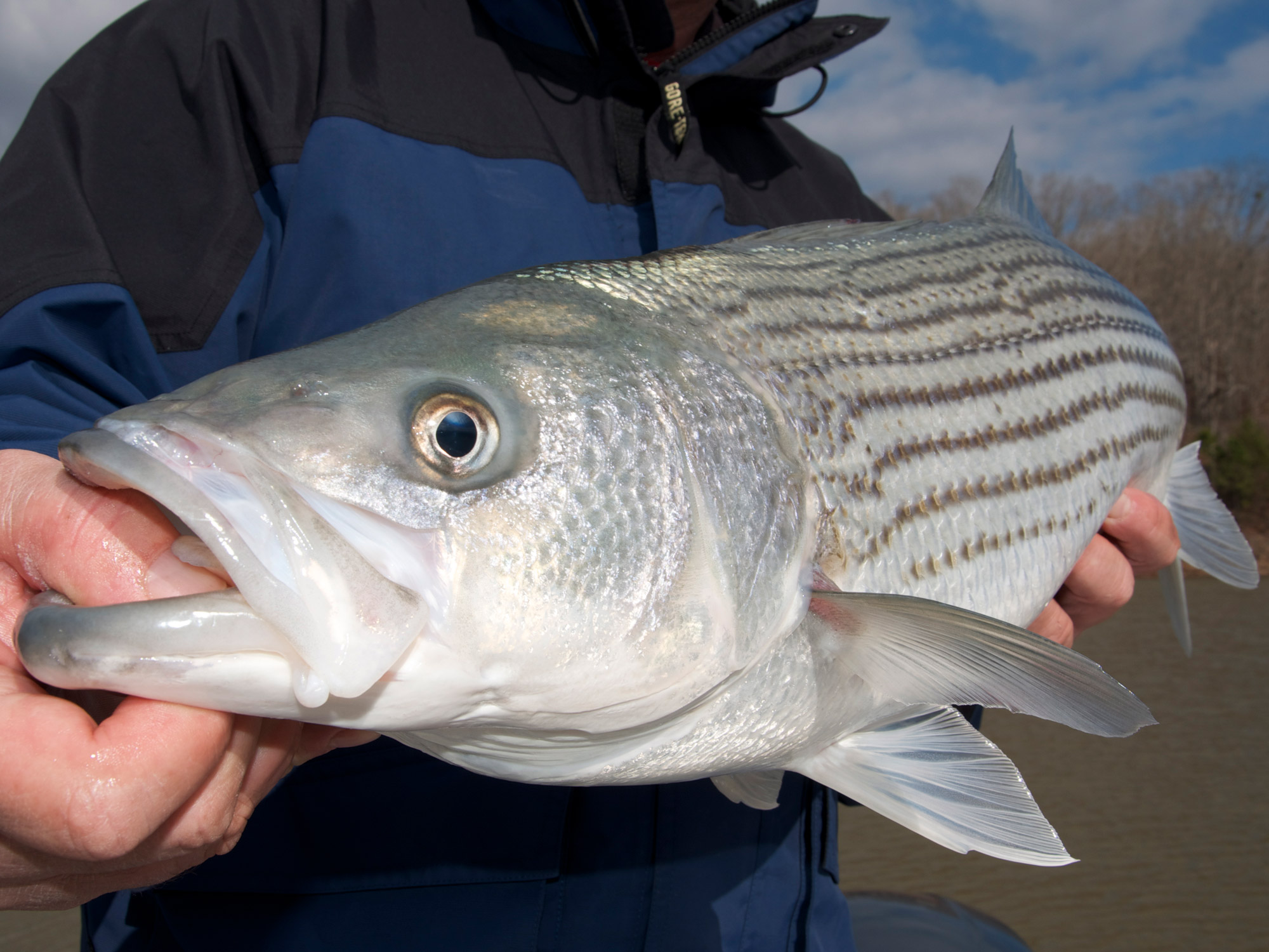 How to Fillet a Striper in 5 Steps I Salt Water Sportsman