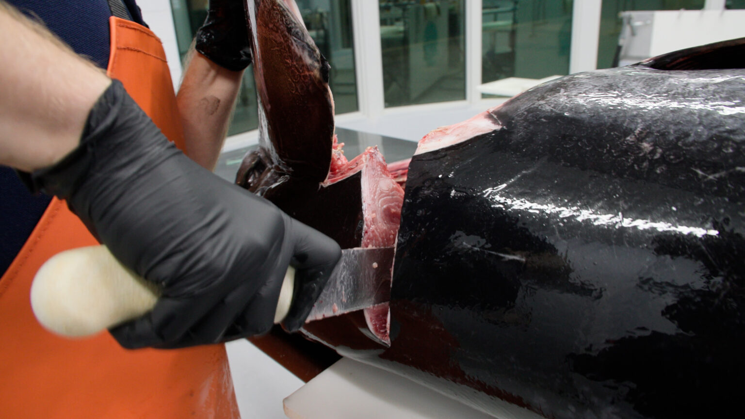 How to Fillet Bluefin Tuna