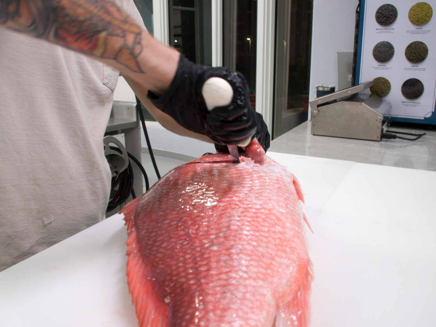 How to Fillet Red Snapper | Salt Water Sportsman