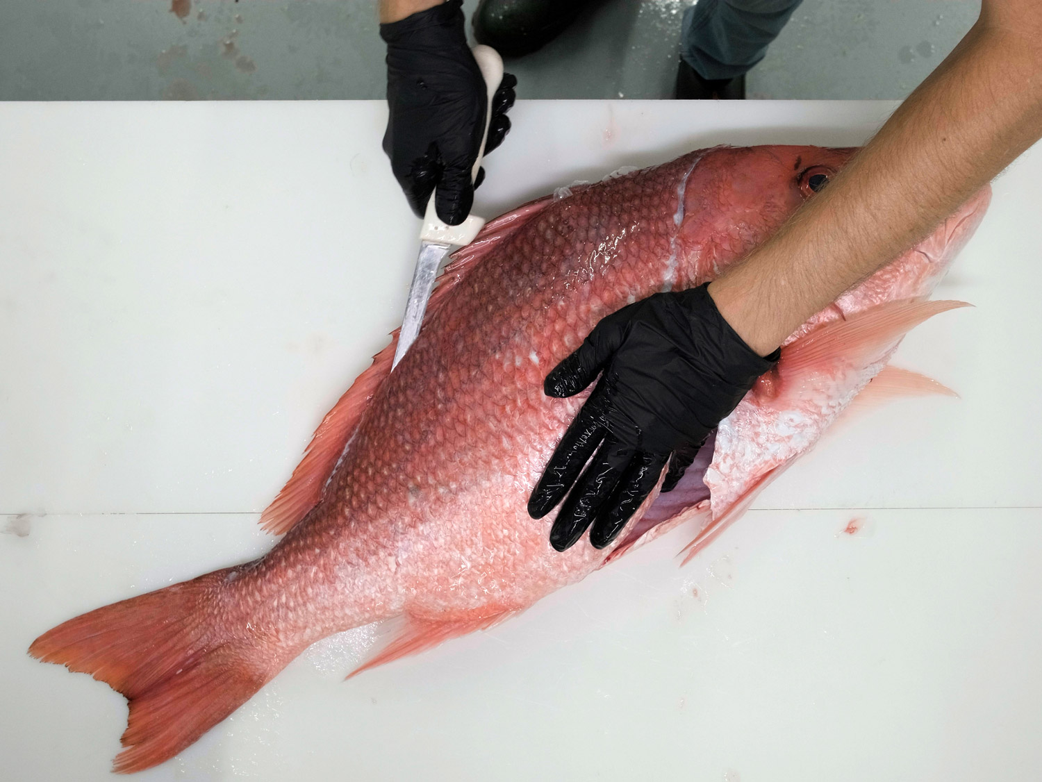 How to Fillet Red Snapper | Salt Water Sportsman