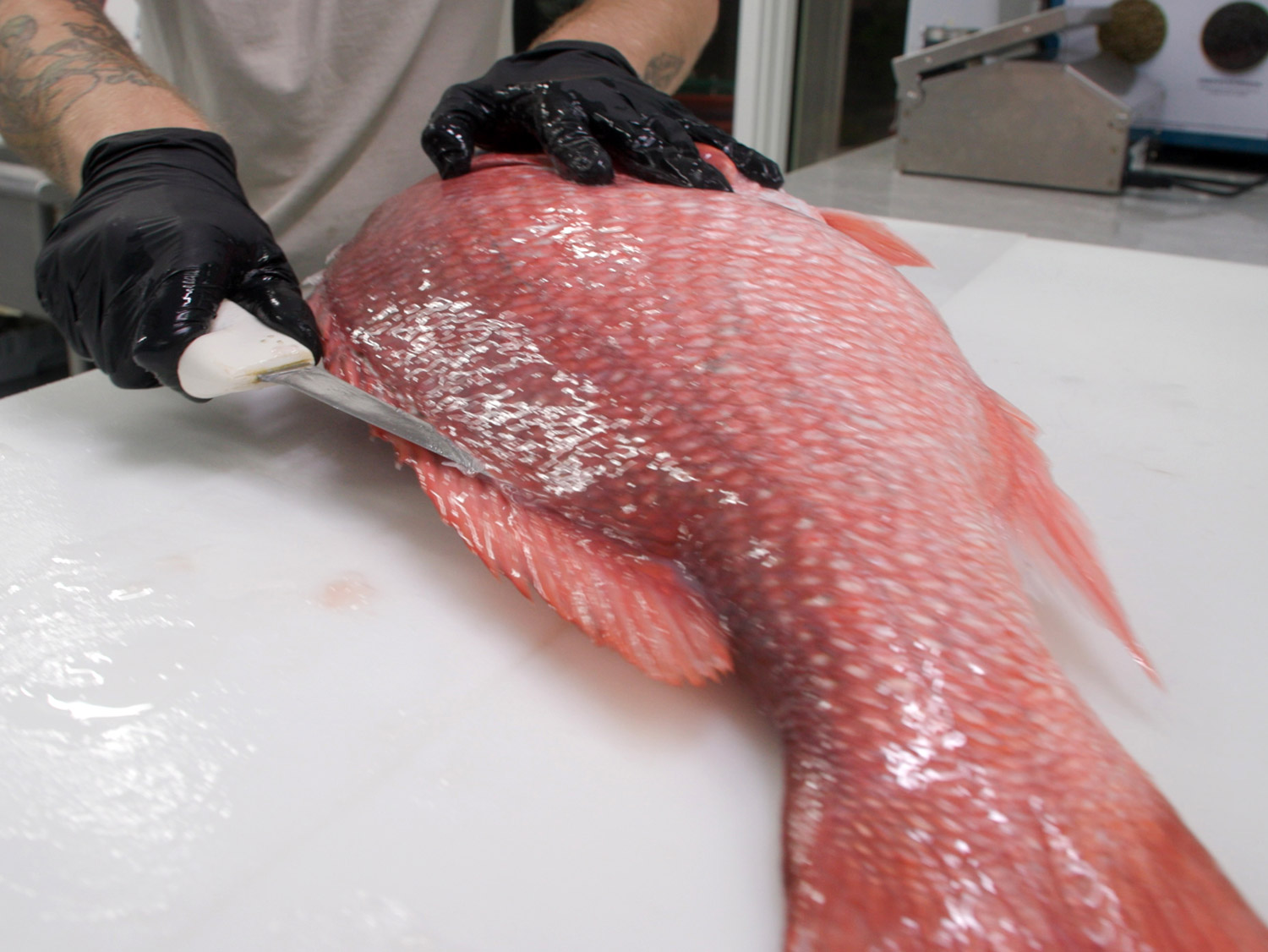 How to Fillet Red Snapper | Salt Water Sportsman