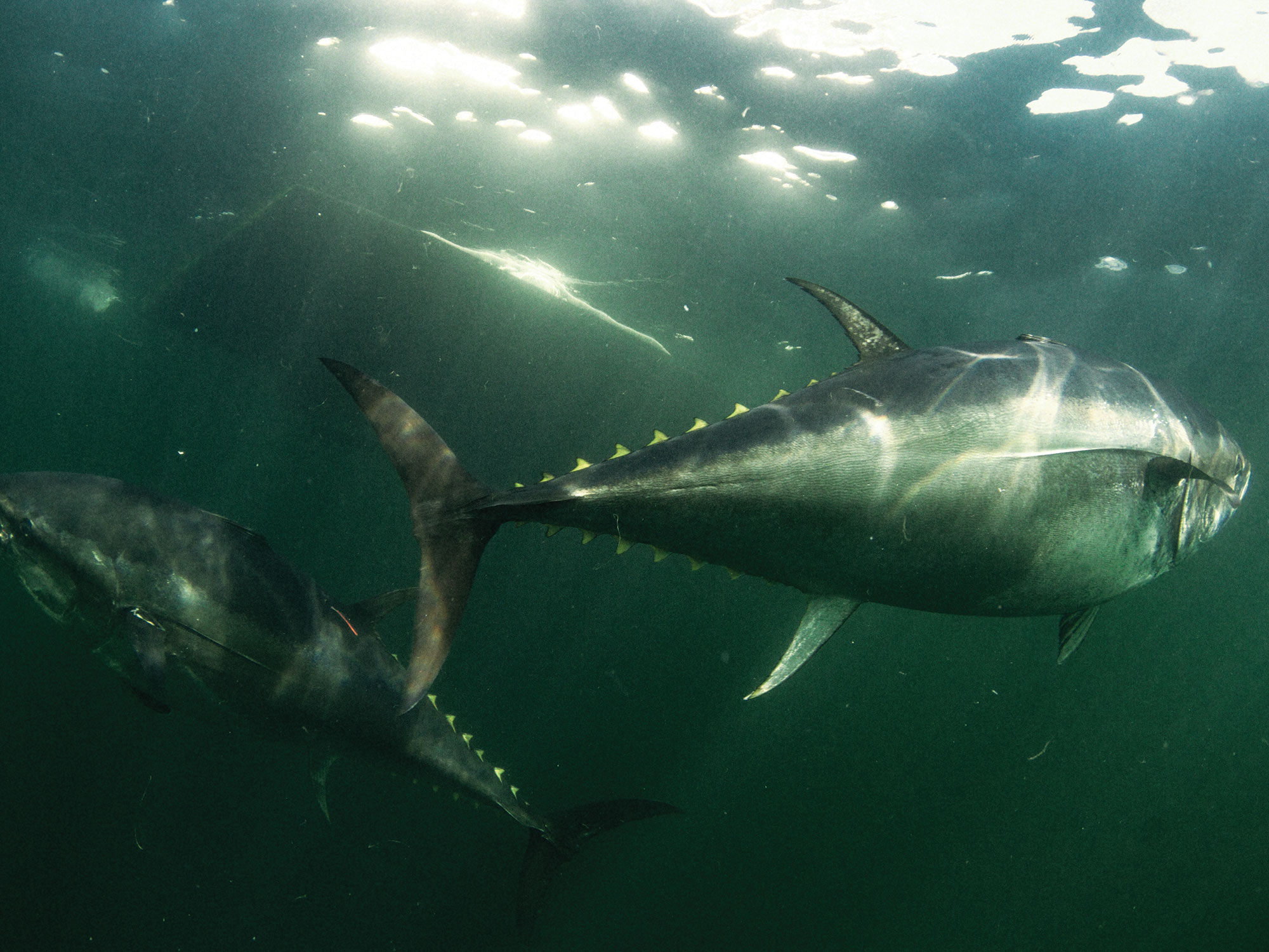 Targeting Bluefin Tuna in the Spring