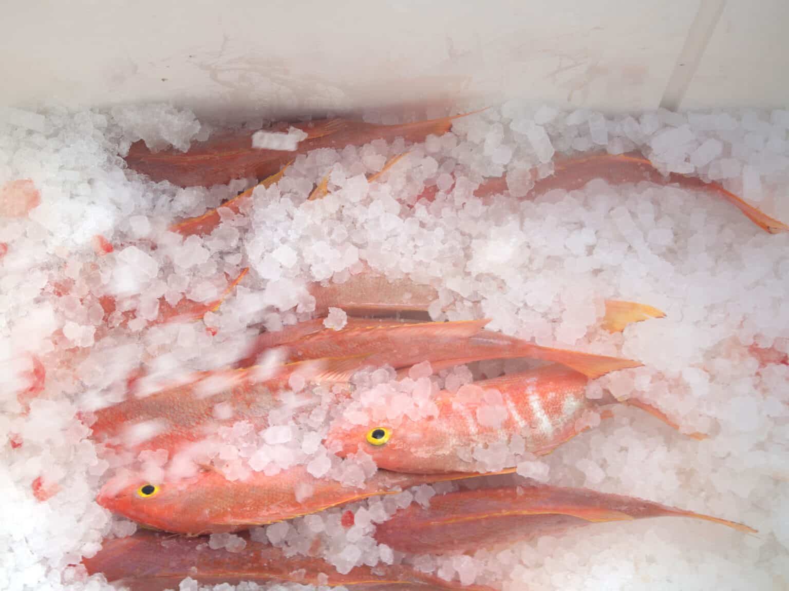 Deep-Dropping Tips to Catch Tasty Fish