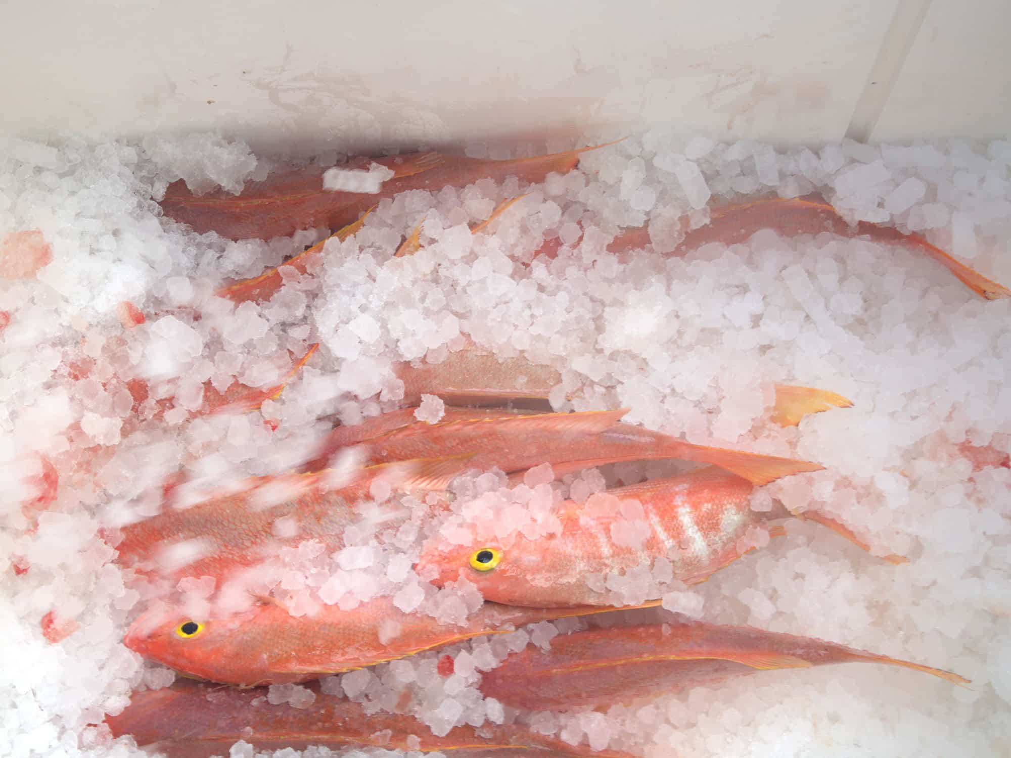 Deep-Dropping Tips to Catch Tasty Fish
